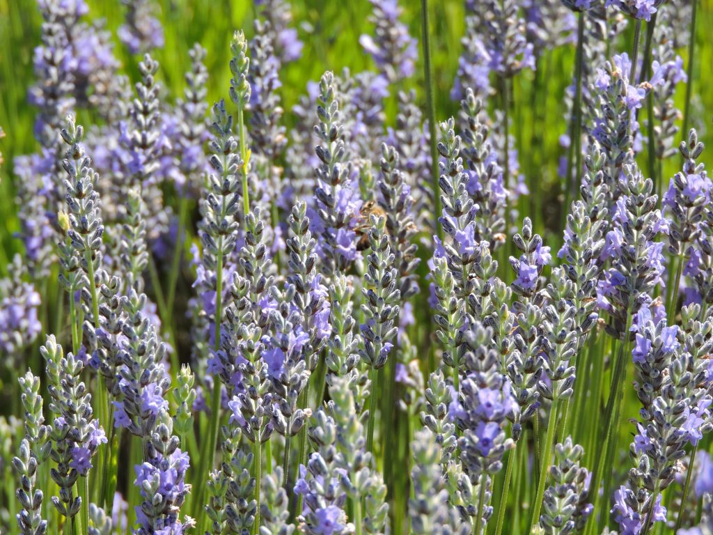 Our Story - Lavender Bee Farm